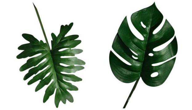 Scandi Six: Plants that will Survive your Apartment in Winter
