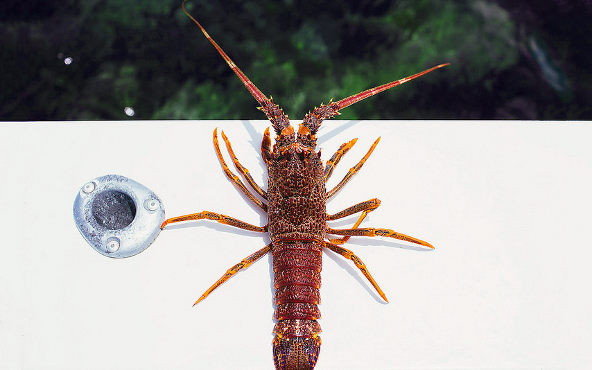 How to Have a Traditional Swedish Crayfish Party