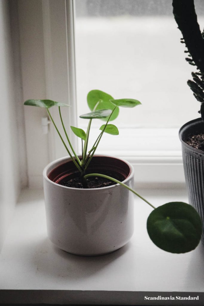 The White Room: Sissel & Matt's Vanløse Apartment