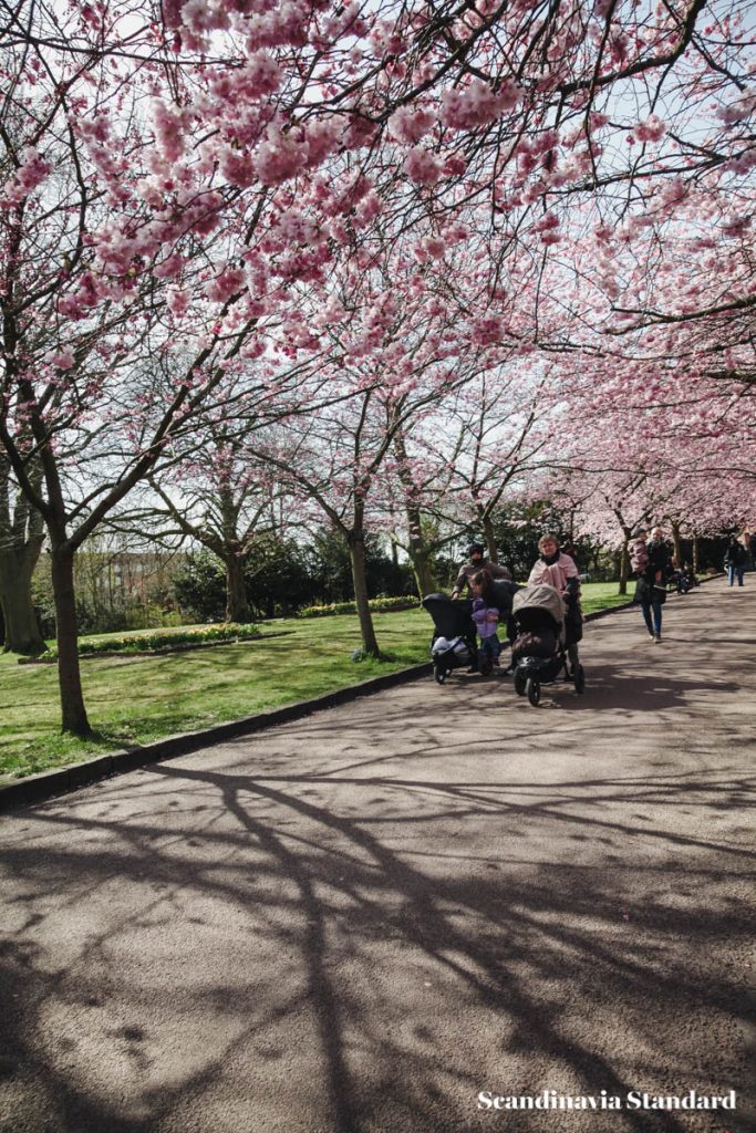Three Places to See Cherry Blossoms in Copenhagen