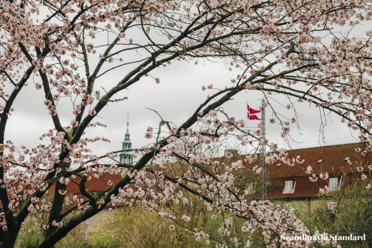 Three Places to See Cherry Blossoms in Copenhagen