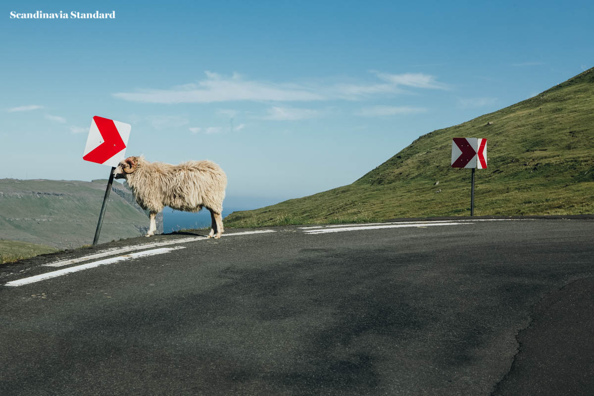 See the Gorgeous Flora and Fauna of the Faroe Islands