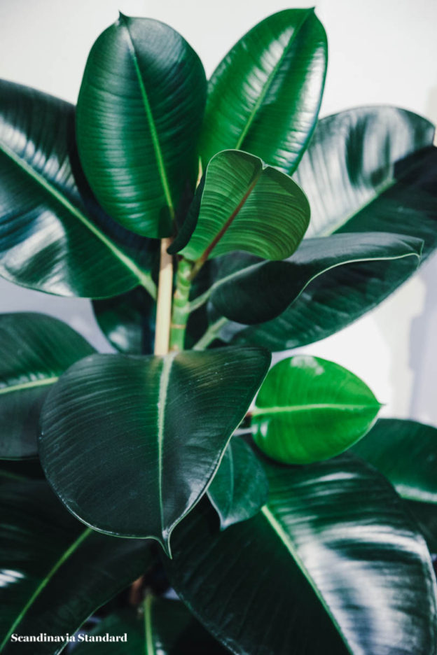 What's the Hooha About?