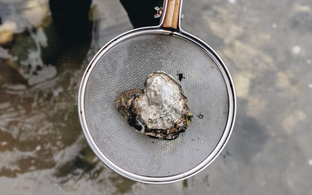 Eat the Best Oysters in the World in Denmark