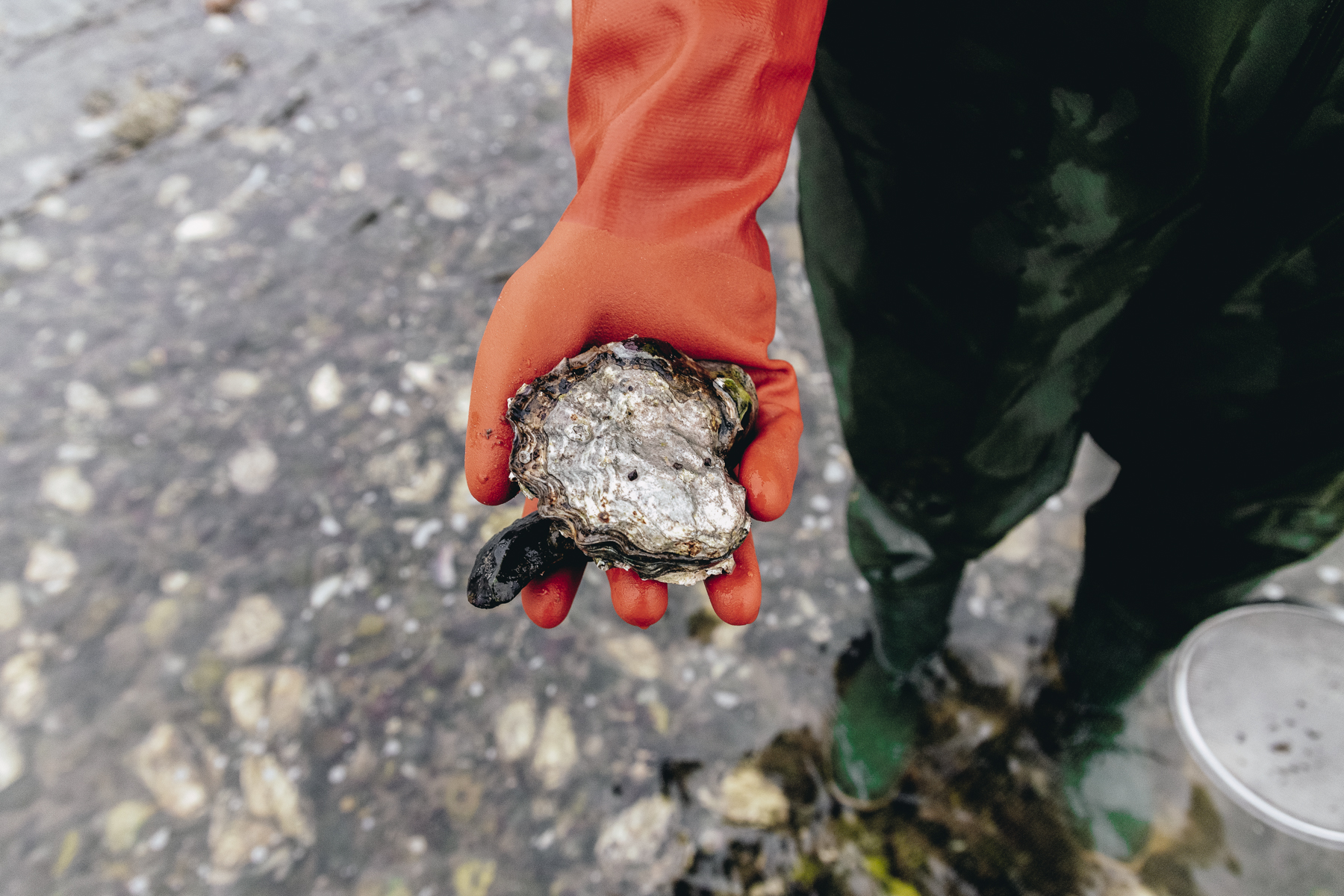 Eat the Best Oysters in the World in Denmark